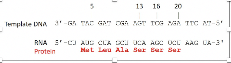 Solved The figure above shows a short mRNA molecule and the | Chegg.com