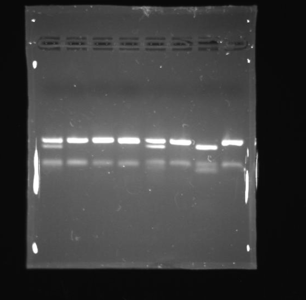 1) Label one microtube + DNA" and the other "- DNA". | Chegg.com