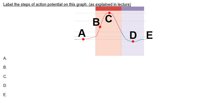 Solved Label the steps of action potential on this graph: | Chegg.com