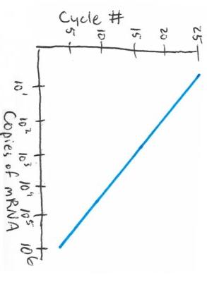 Solved How many copies are in each of the samples? 10, 100, | Chegg.com