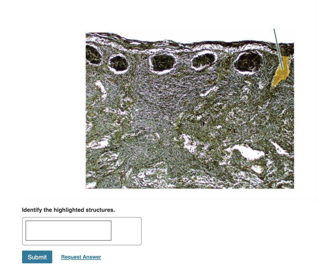 Solved Identify the highlighted structures. Submit Request | Chegg.com