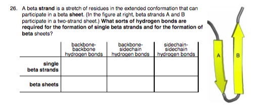 Solved 26. A beta strand is a stretch of residues in the | Chegg.com