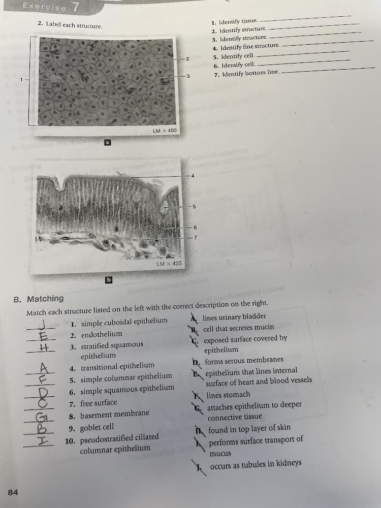 1. Label each structure. 1. Identify thick line 2. | Chegg.com