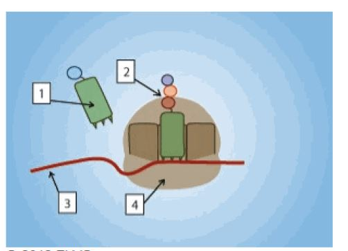 Solved The figure below depicts the process of translation | Chegg.com