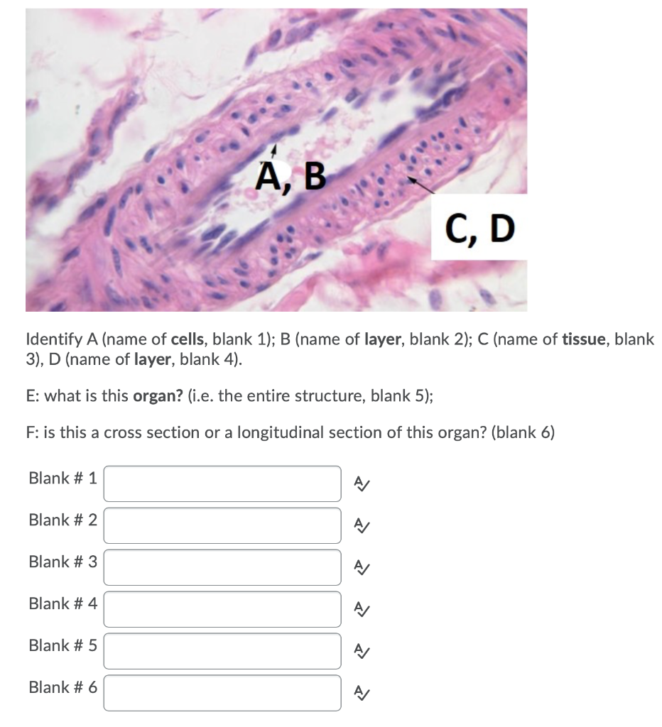 Solved A, B C, D Identify A (name of cells, blank 1); B | Chegg.com