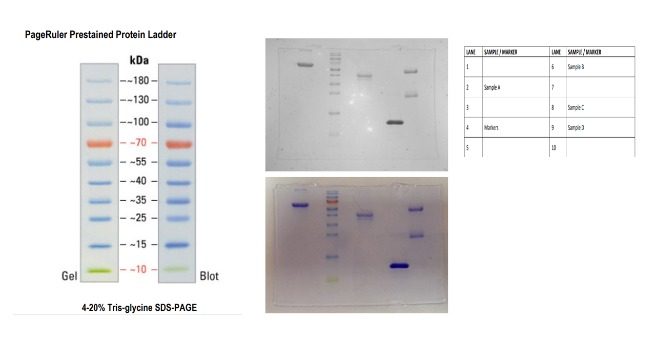 Interpret the SDS-PAGE electrophoresis gel results | Chegg.com