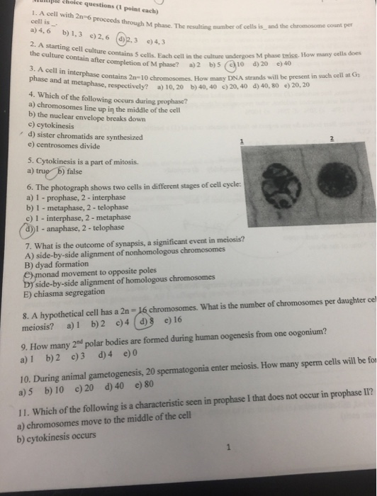 Solved A cell with 2n = 6 proceeds though M phase. The | Chegg.com