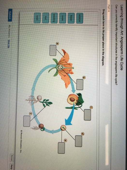 Solved Learning through Art: Angiosperm Life Cycle Can you | Chegg.com