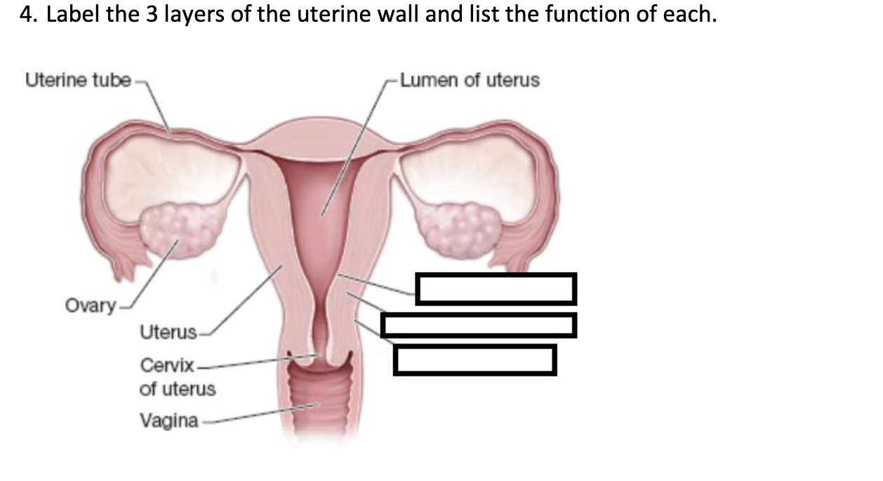 3 Layers Of Uterine Wall Uterine Fibroids Symptoms, Causes,