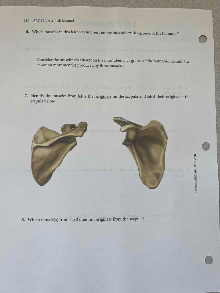 1. If a muscle runs vertical and crosses the lateral | Chegg.com