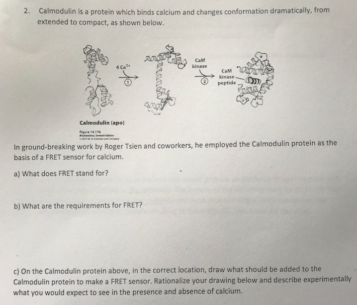 Solved Calmodulin is a protein which binds calcium and | Chegg.com