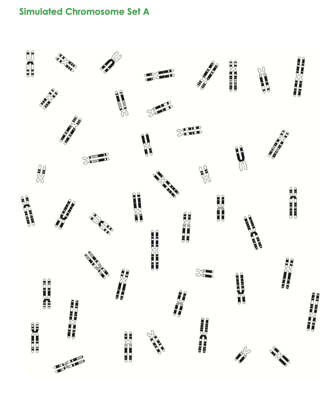 Solved Pair the chromosomes, matching those that have the | Chegg.com