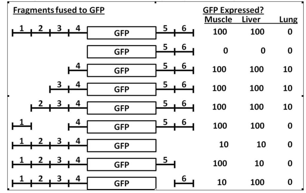 Solved Fragments fused to GFP GFP Expressed? Muscle Liver | Chegg.com