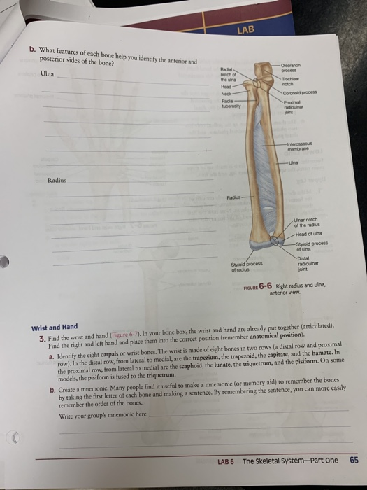 Solved LAB b. What features of each bone help you identify | Chegg.com
