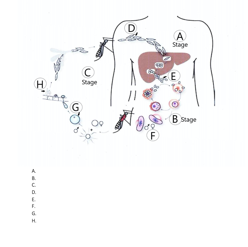 Solved 4. Case Presentation Autochthonous infections with P. | Chegg.com
