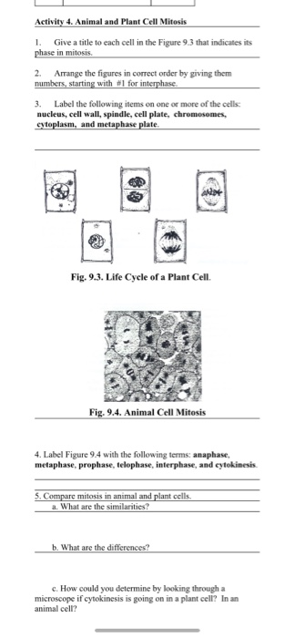 Solved Activity 3. The Cell Cycle and Mitosis. 1. Complete | Chegg.com