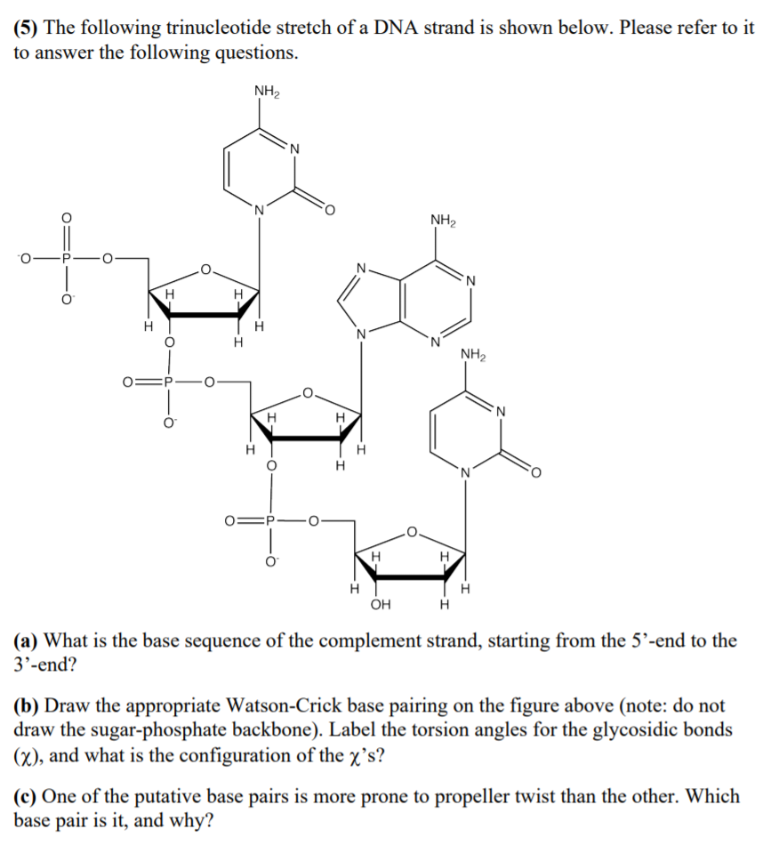 Solved (5) The following trinucleotide stretch of a DNA | Chegg.com