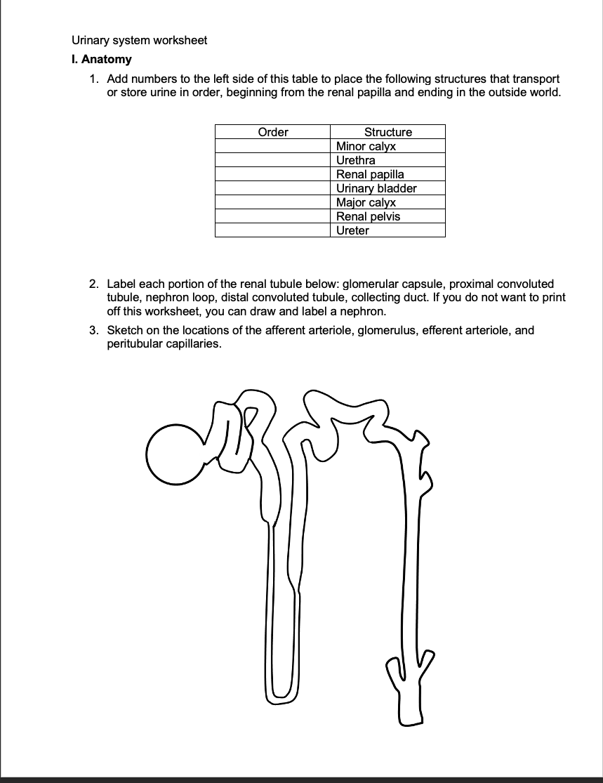 Solved Urinary system worksheet I. Anatomy 1. Add numbers to | Chegg.com