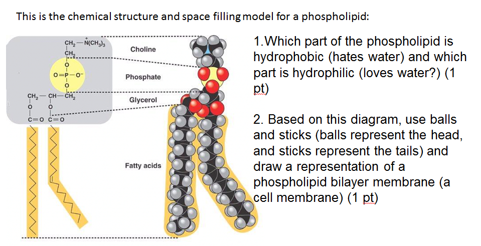 Solved This is the chemical structure and space filling | Chegg.com
