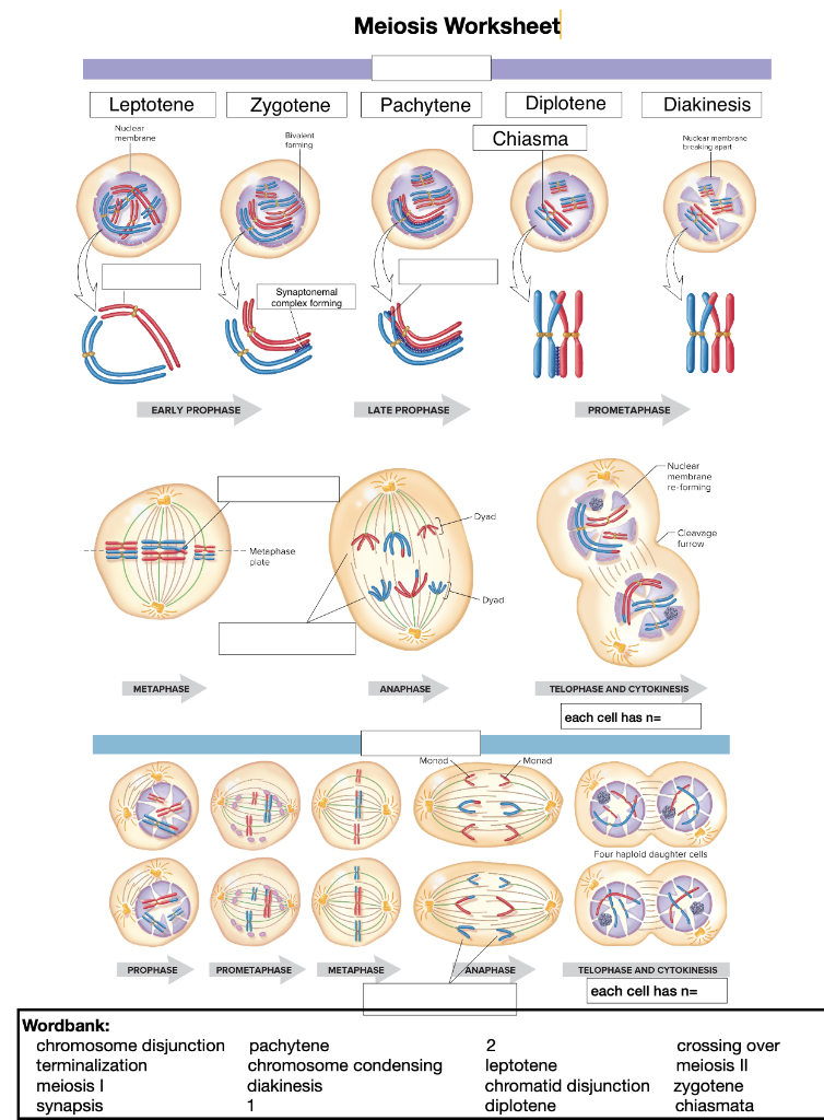 Solved Meiosis Worksheet LATE PROPHASE PROMETAPHASE | Chegg.com