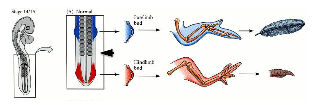 Solved The figure below shows the normal sequence of limb | Chegg.com