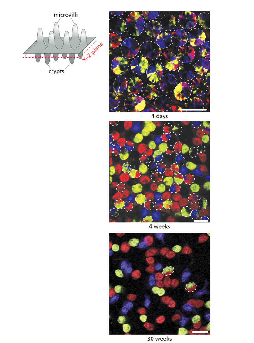 At any given time, a single intestinal crypt of mice | Chegg.com