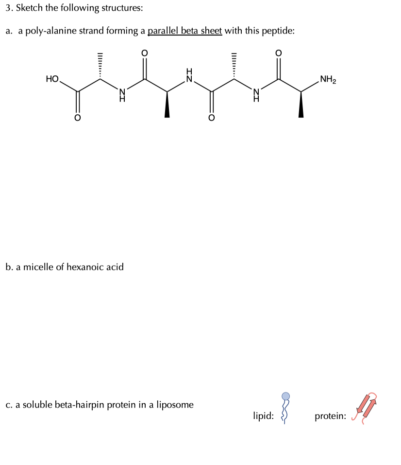 Solved 3. Sketch the following structures: a. a poly-alanine | Chegg.com