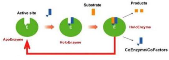 Solved a. Look at the following picture: What are: | Chegg.com
