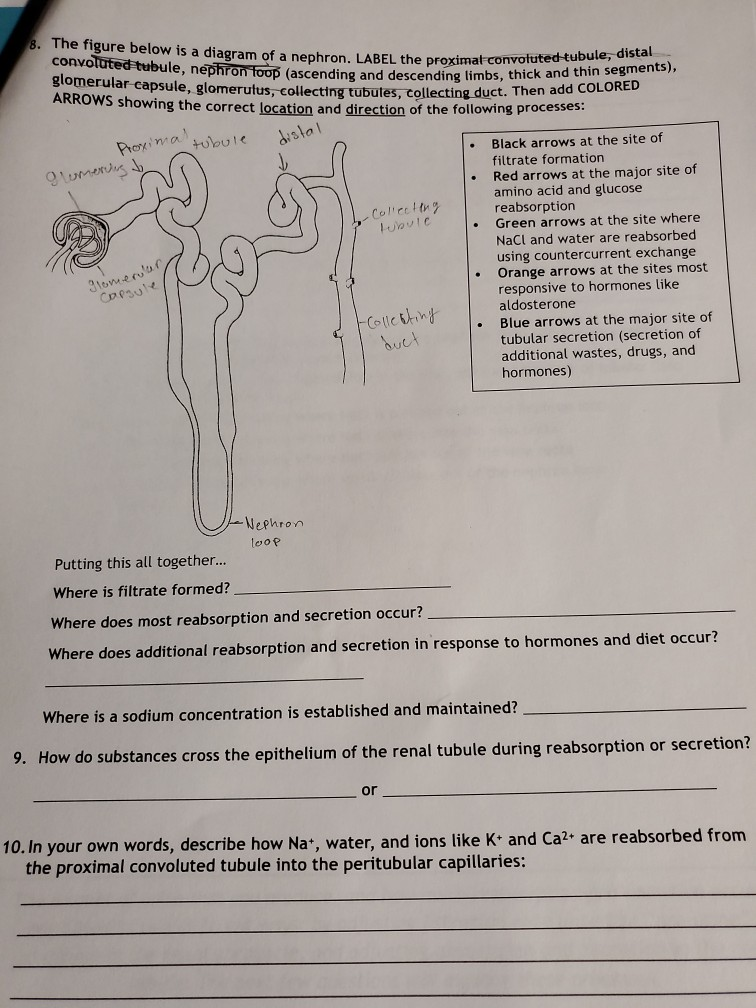 Solved 8. The figure below is a diagram of a nephron. LABEL | Chegg.com