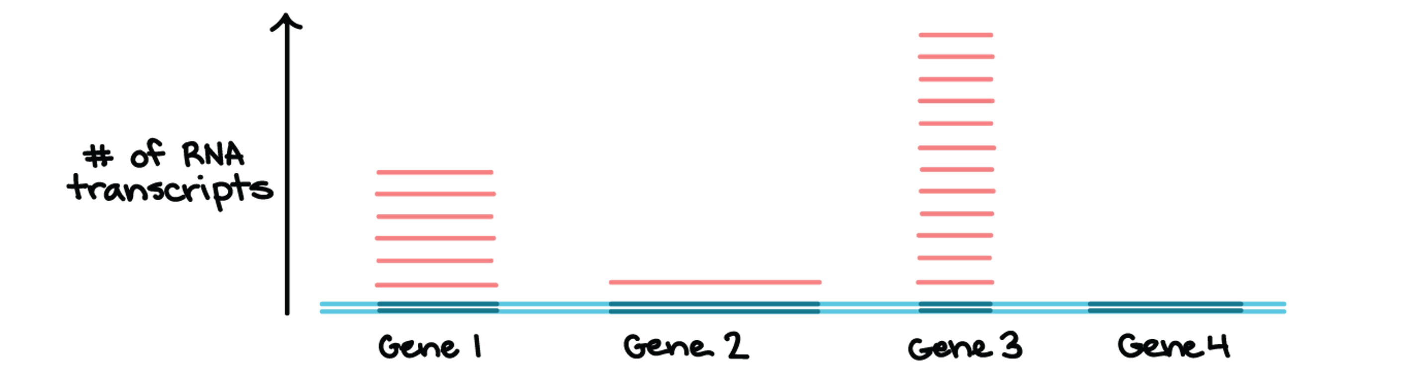 A researcher isolated some liver cells and assessed | Chegg.com