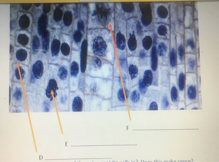 Solved Label the slide images below with the appropriate | Chegg.com