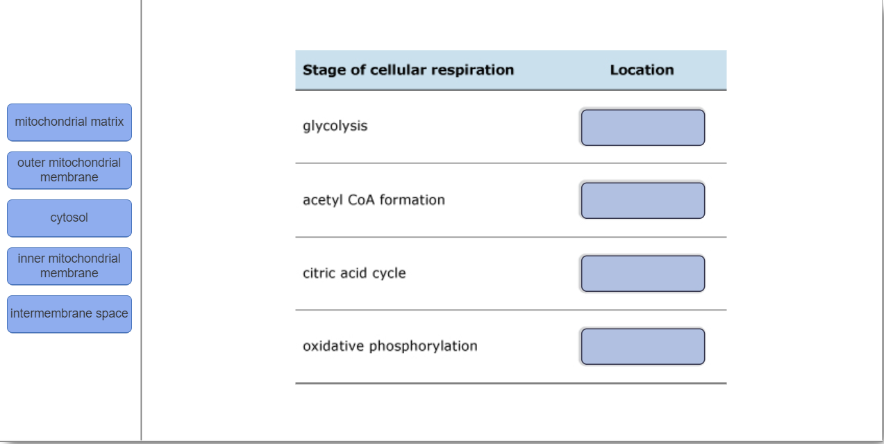 Solved Each of the four stages of cellular respiration | Chegg.com