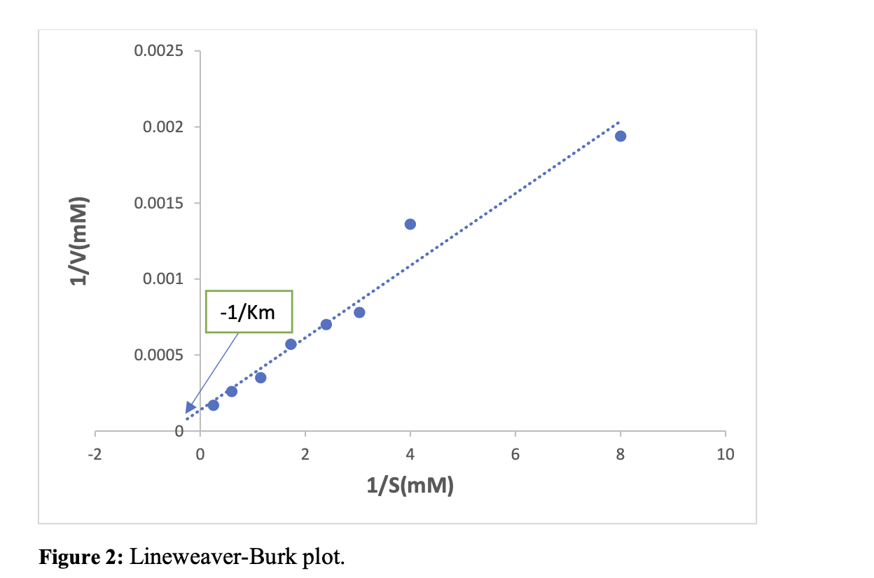 Solved Kinetic Enzyme Table 1: The reaction velocity with | Chegg.com