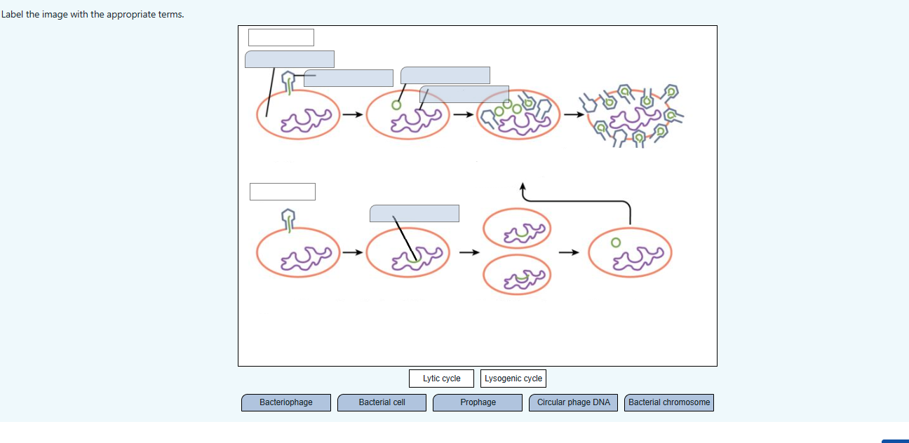 Solved Label the image with the appropriate terms. | Chegg.com