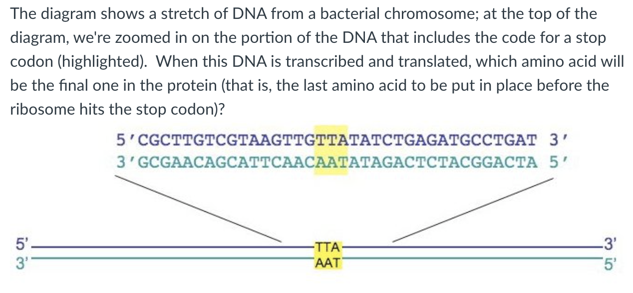 Solved The diagram shows a stretch of DNA from a bacterial | Chegg.com