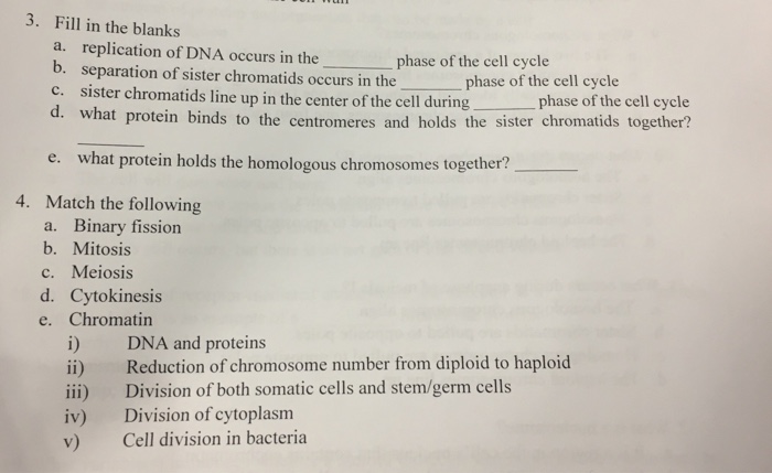 Solved 3. Fill in the blanks a. replication of DNA occurs in | Chegg.com
