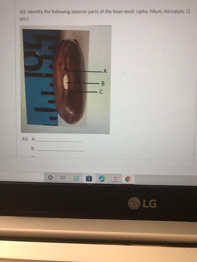 Solved A1. Identify the following parts of a bean seed: | Chegg.com