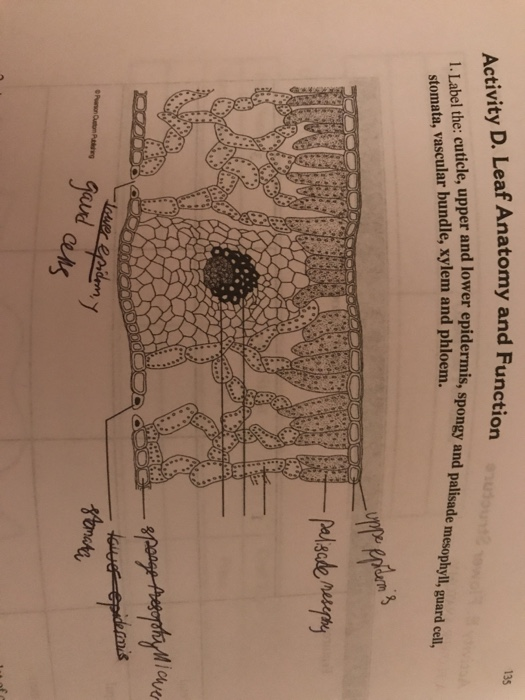 Solved 135 tyD. Leaf Anatomy and Function and lower | Chegg.com