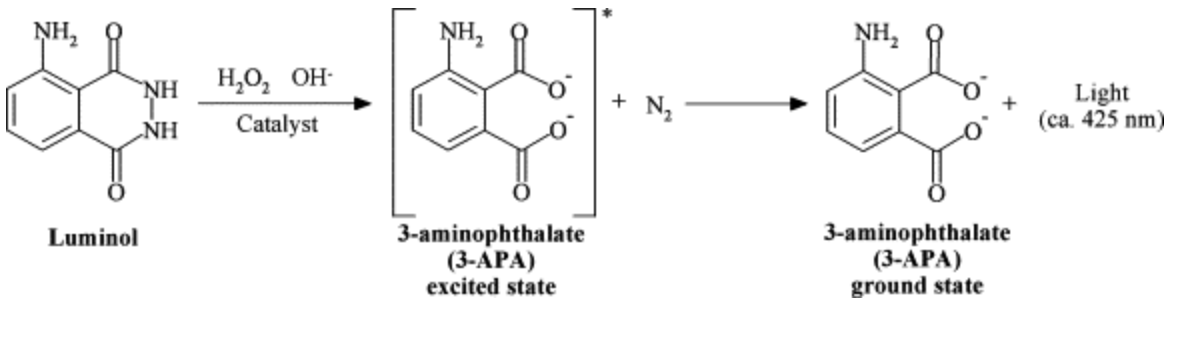 Solved -Explain the reaction of luminol in detail. Make sure | Chegg.com