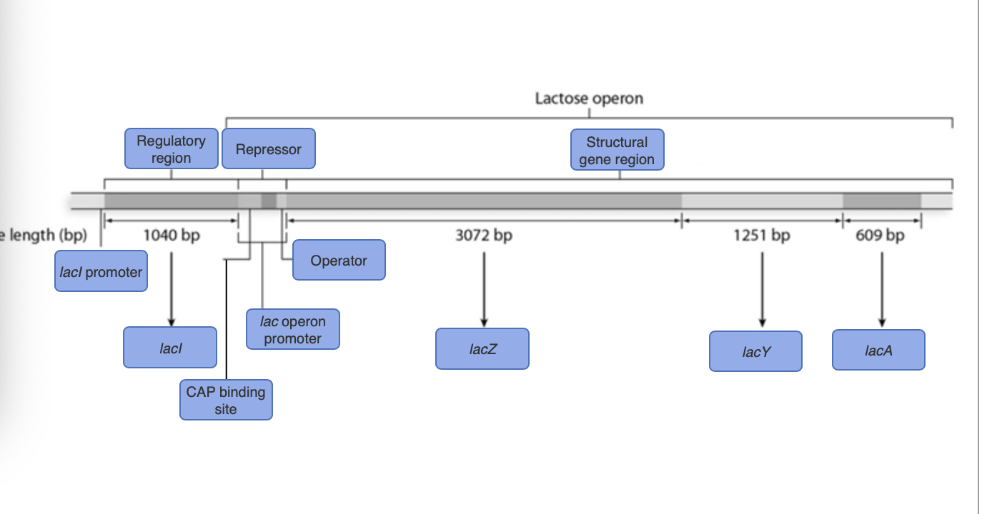 Solved MetaDescribe the structure of the lac operon.Drag the | Chegg.com