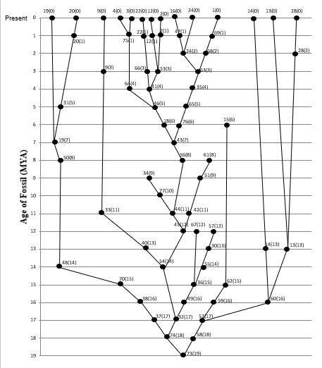 Solved Look at the phylogenetic tree you built for the 14 | Chegg.com
