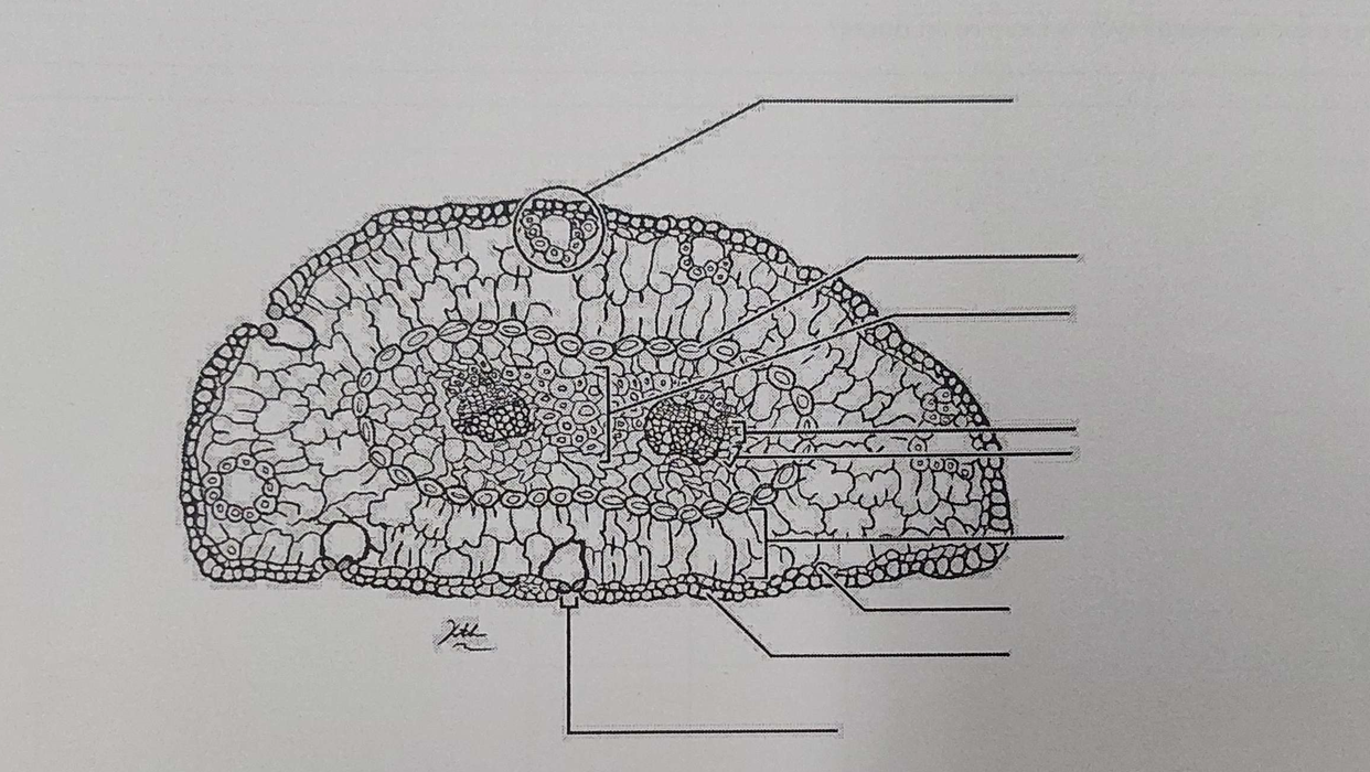 Solved Label the indicated parts of a cross-section of a | Chegg.com