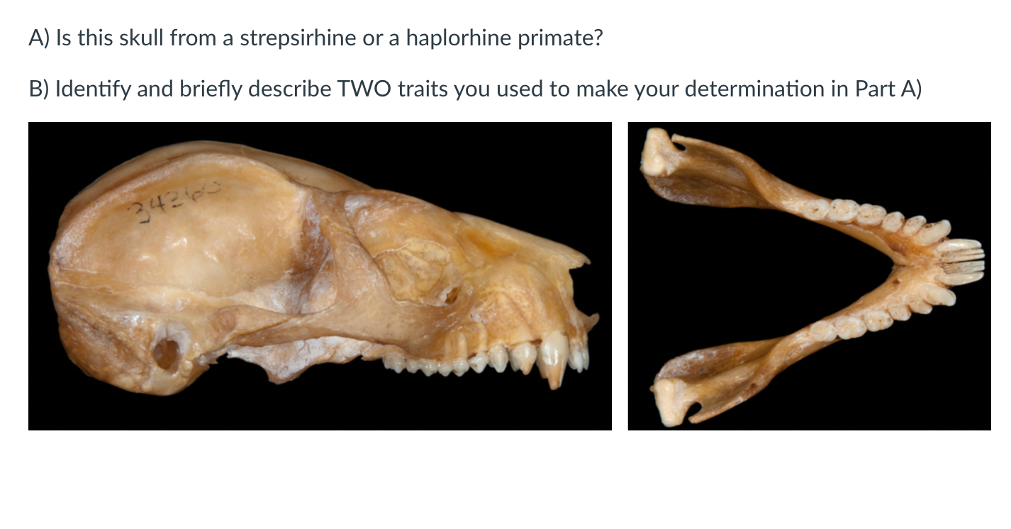 A) Is this skull from a strepsirhine or a haplorhine | Chegg.com