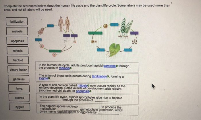 Solved Complete the sentences below about the human life | Chegg.com
