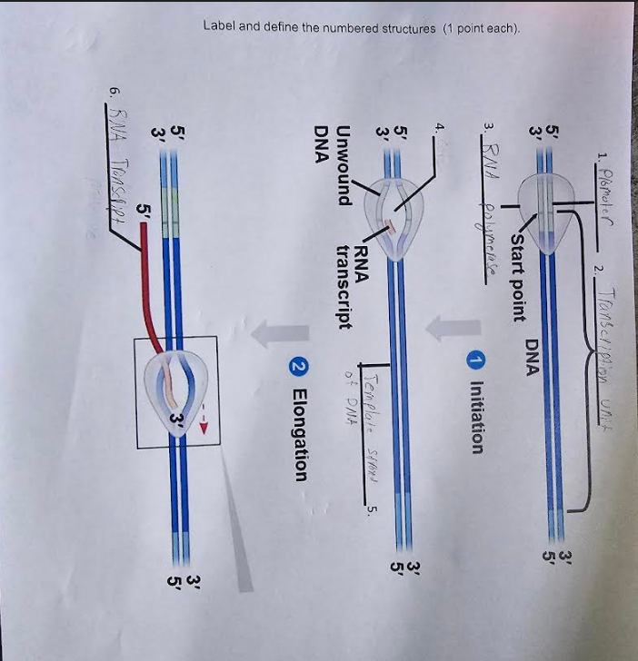 Solved Label and define the numbered structures (1 point | Chegg.com