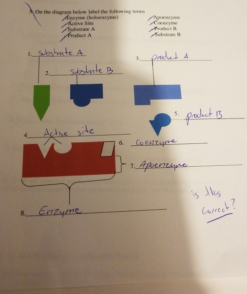 Solved On the diagram below label the following terms Enzyme | Chegg.com