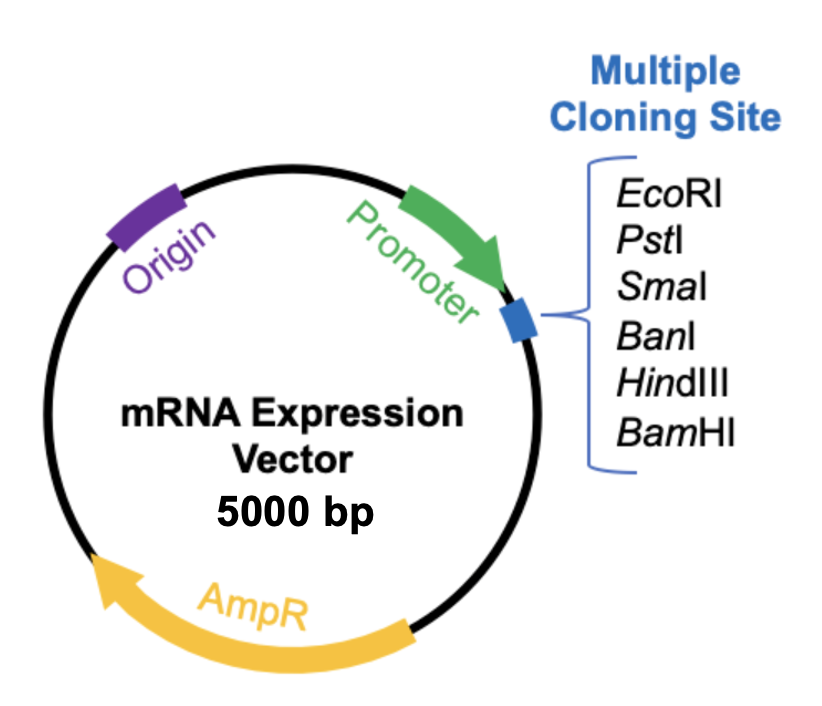 Solved To ensure that your cloned S gene is inserted into | Chegg.com