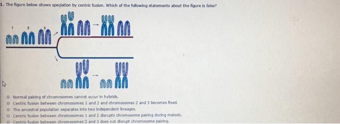 Solved The figure below shows speciation by centric fusion. | Chegg.com