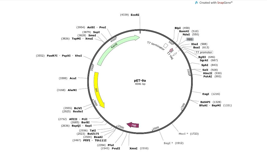 Vector : pET9a Gene : VMA 11 1a Forward primer, GC | Chegg.com