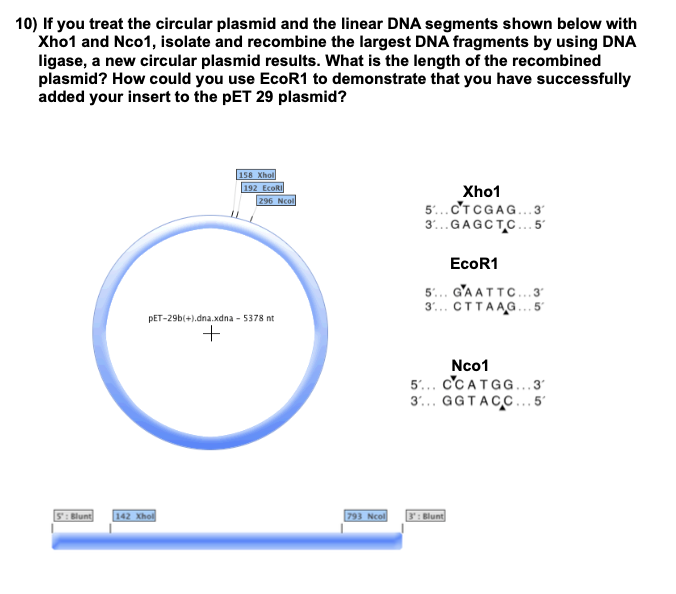 Solved 10) If you treat the circular plasmid and the linear | Chegg.com